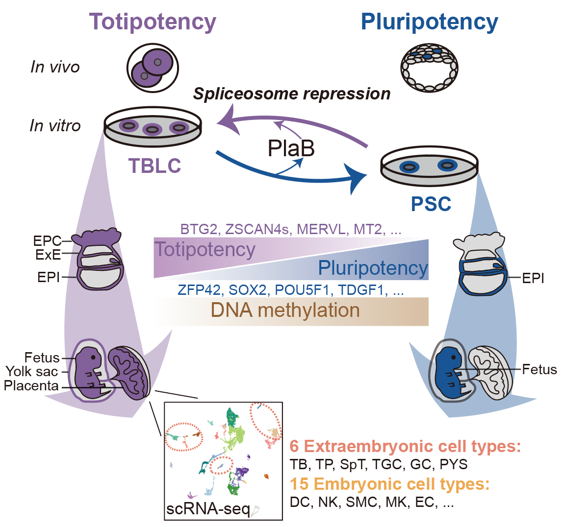 Research-Du Lab@PKU - 北京大学杜鹏实验室